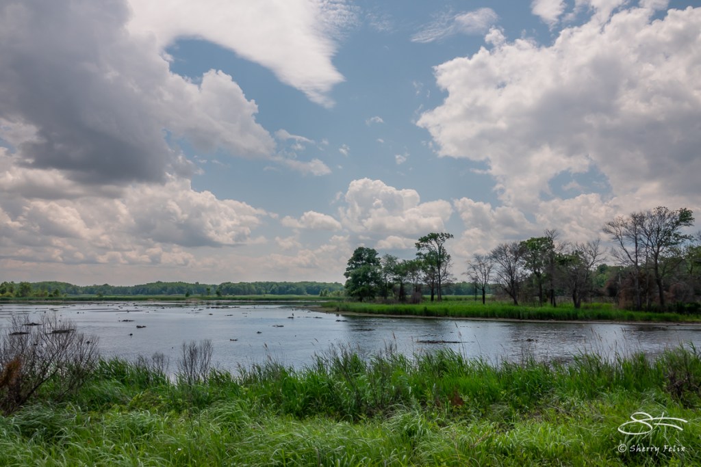 Exploring Bombay Hook: A Birdwatcher's Paradise