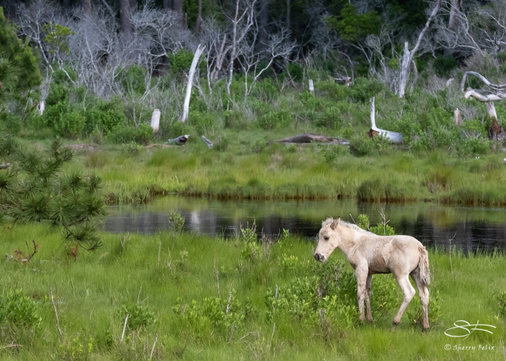 Explore Wildlife at Chincoteague National Refuge Adventure