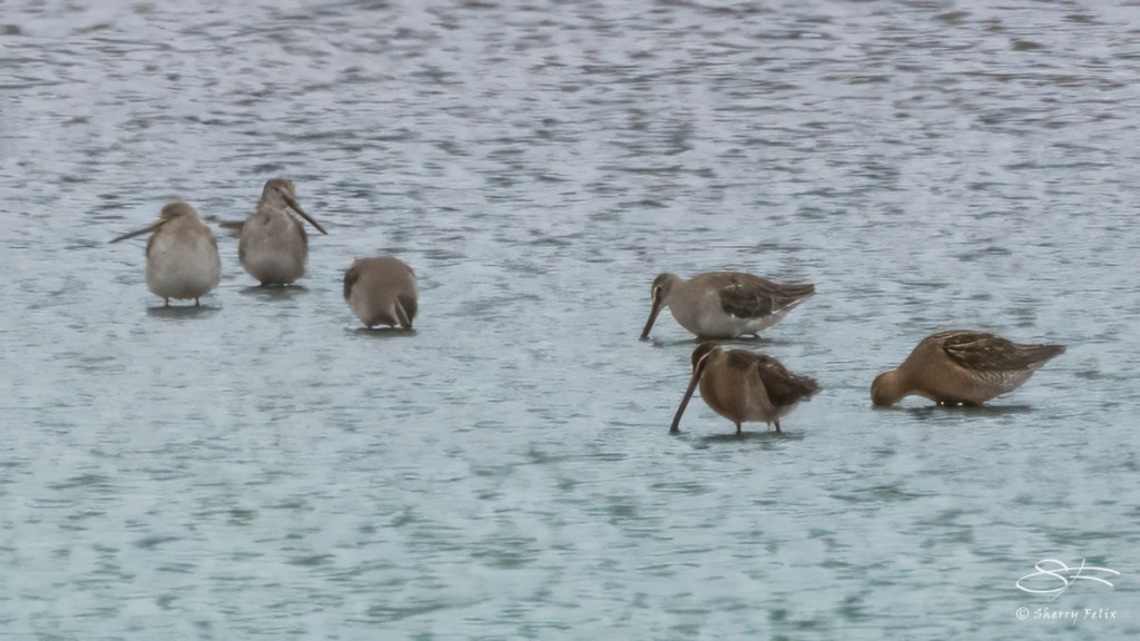 Exploring Diverse Bird Species at Bombay Hook NWR