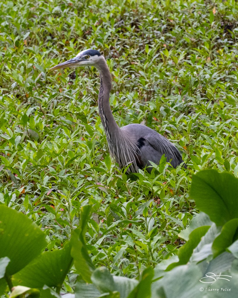 Exploring Diverse Bird Species at Bombay Hook NWR