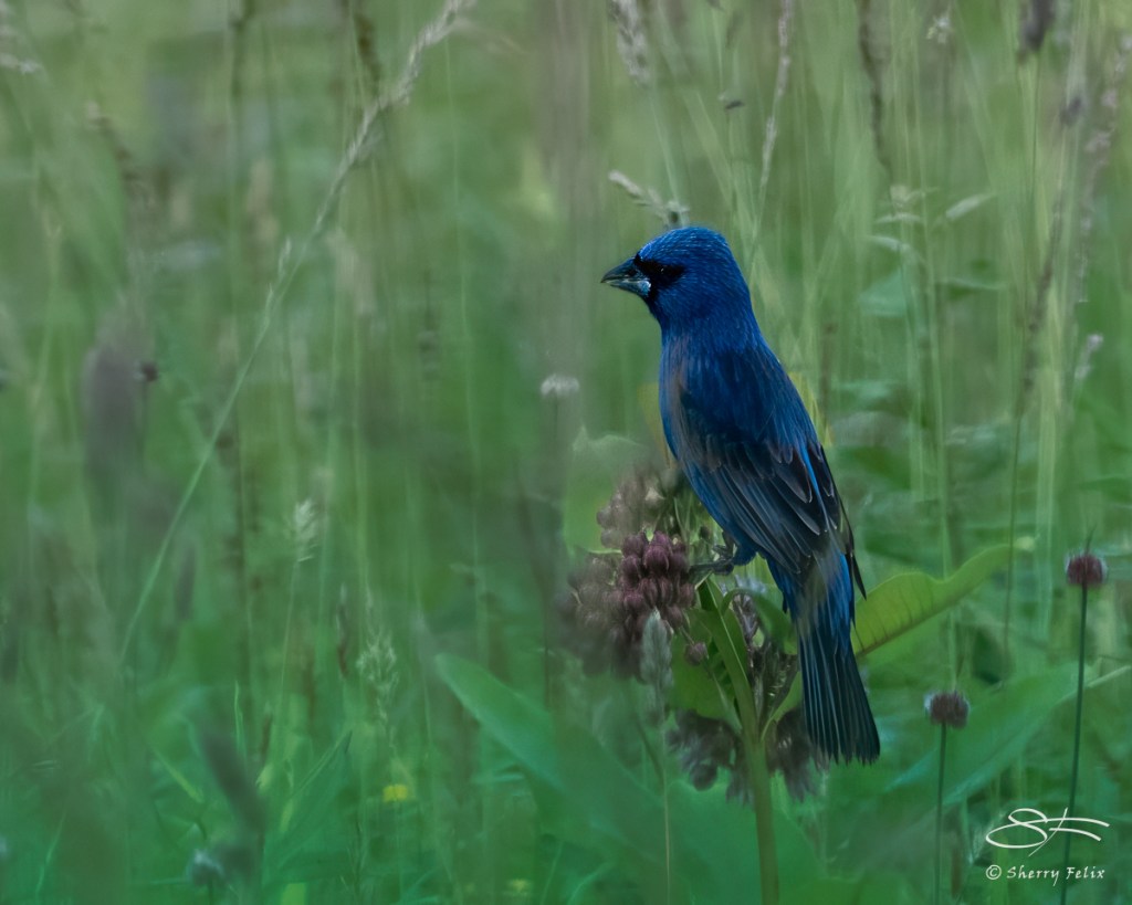 Exploring Diverse Bird Species at Bombay Hook NWR