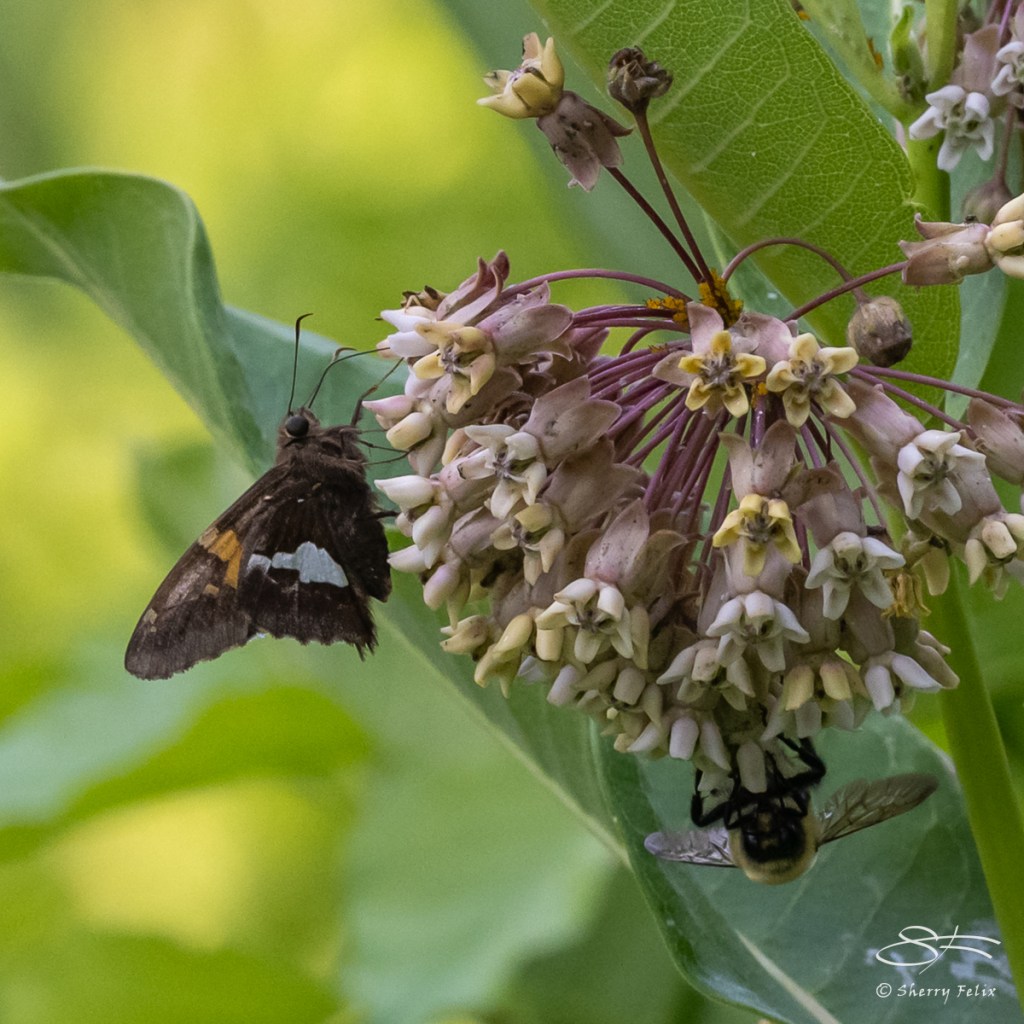 Identifying Butterflies at Ward Pound Ridge: A Guide