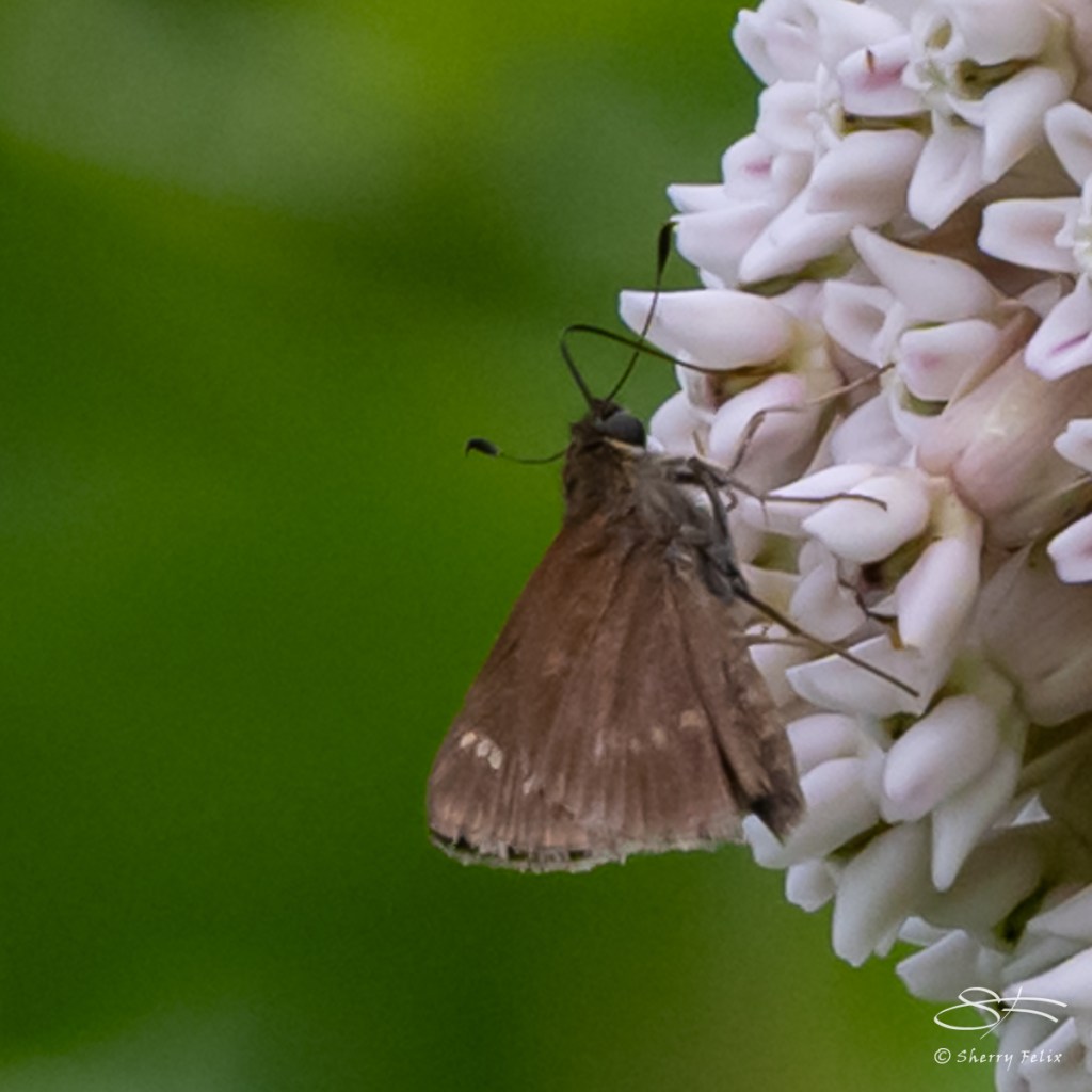 Identifying Butterflies at Ward Pound Ridge: A Guide