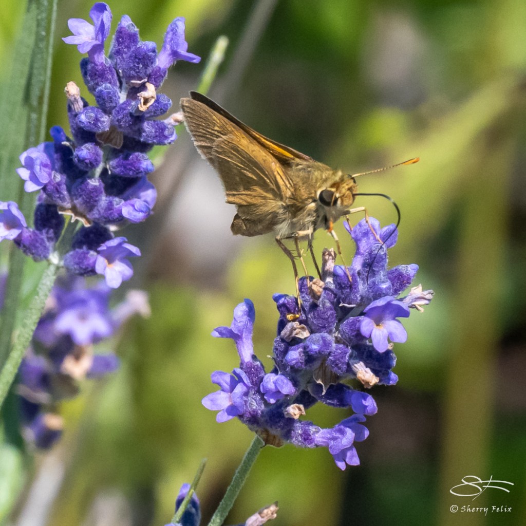 Identifying Butterflies at Ward Pound Ridge: A Guide