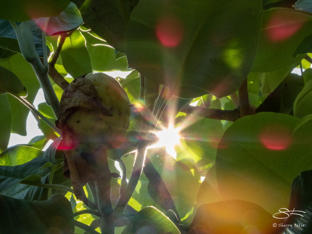 Explore Native Plants at The High Line: A Guide