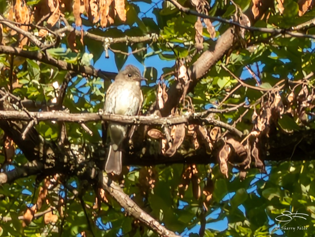 Birdwatching in Central Park: Notable Species Observed