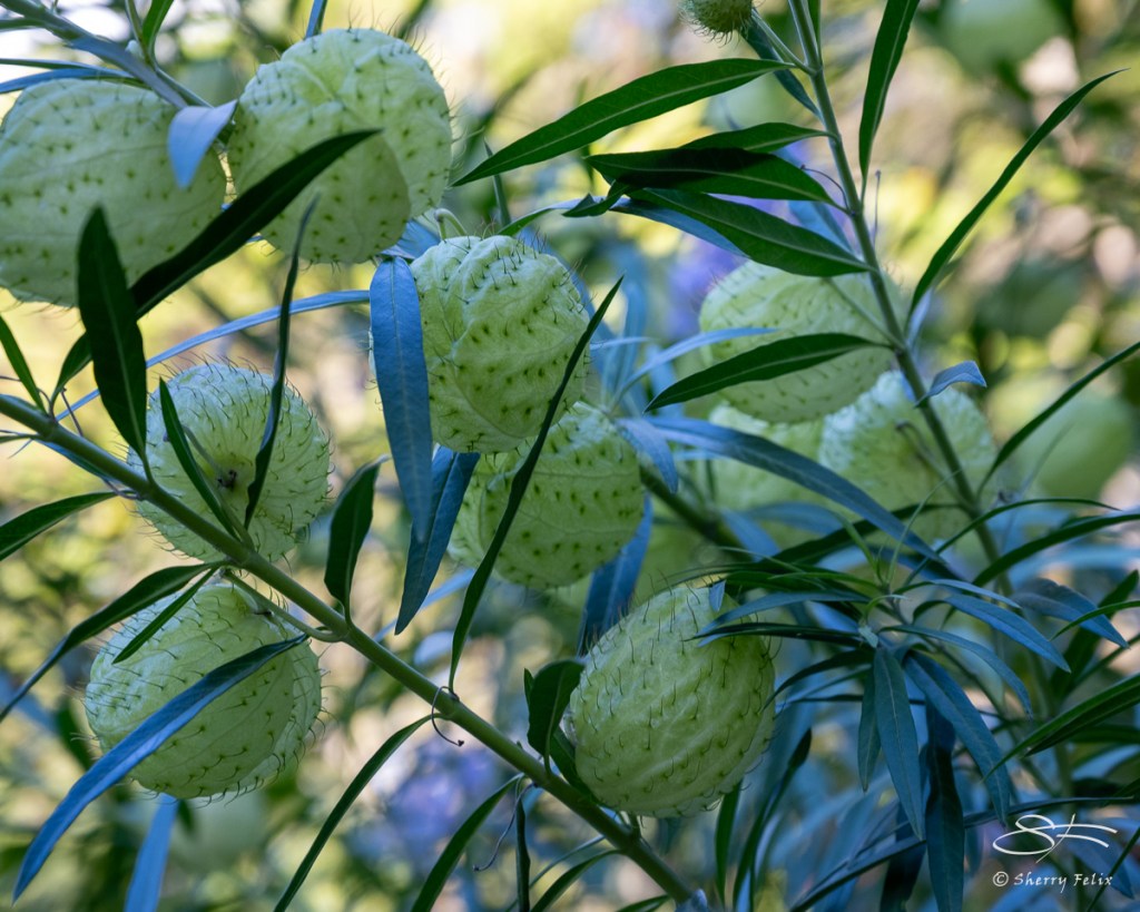 Discovering Balloon Plants: Central Park's Unique Flora