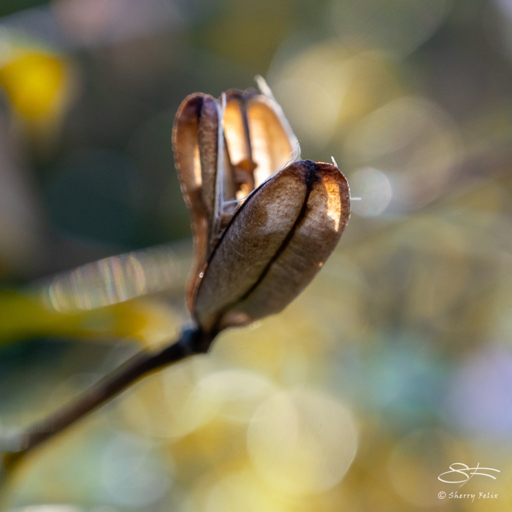 Exploring Colorful Seed Pods in New York’s Botanical Gardens