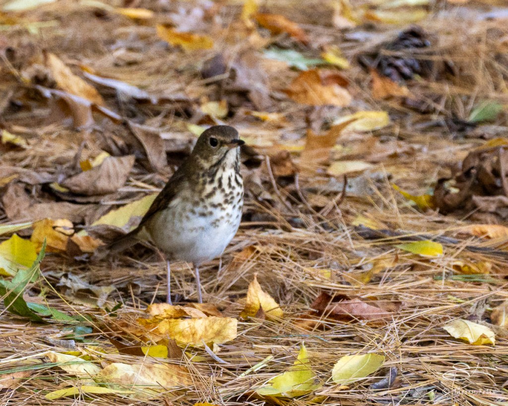 Identifying Swainson's or Gray-cheeked Thrush in Detail