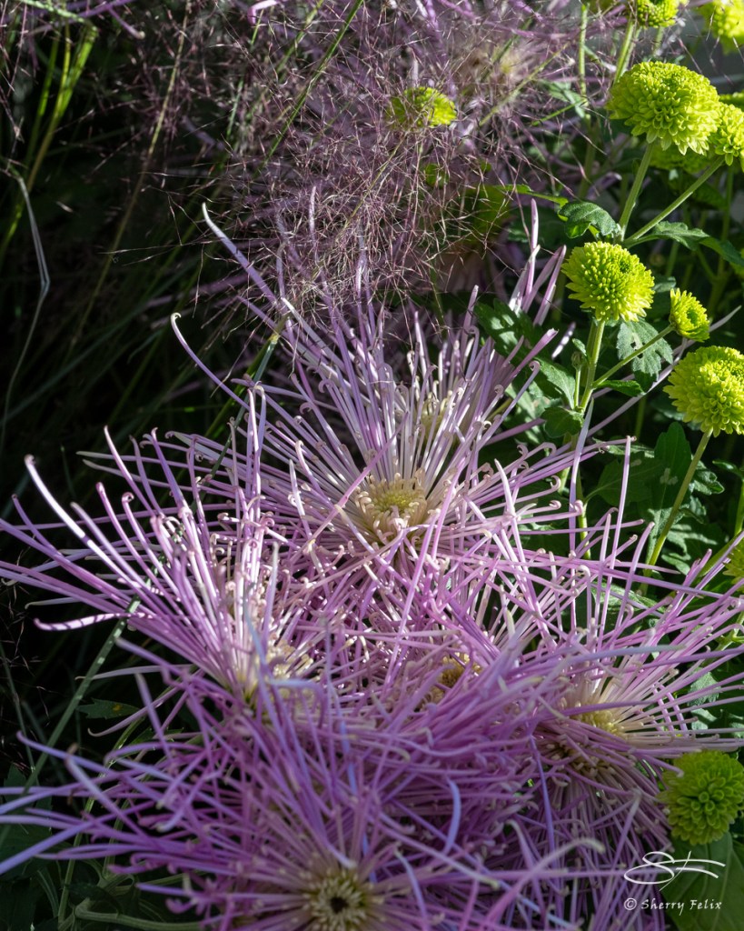 Exploring the Beauty of Kiku Chrysanthemums at NYBG