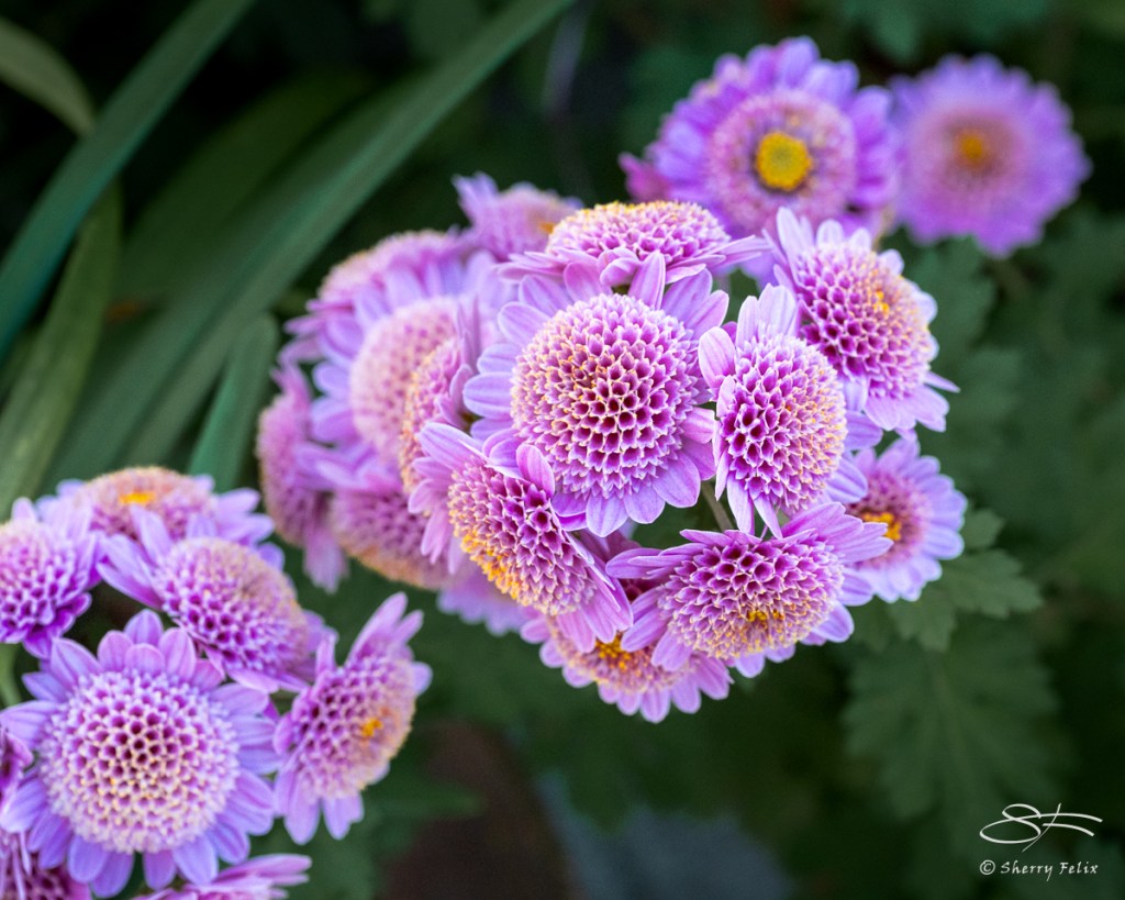 Exploring the Beauty of Kiku Chrysanthemums at NYBG