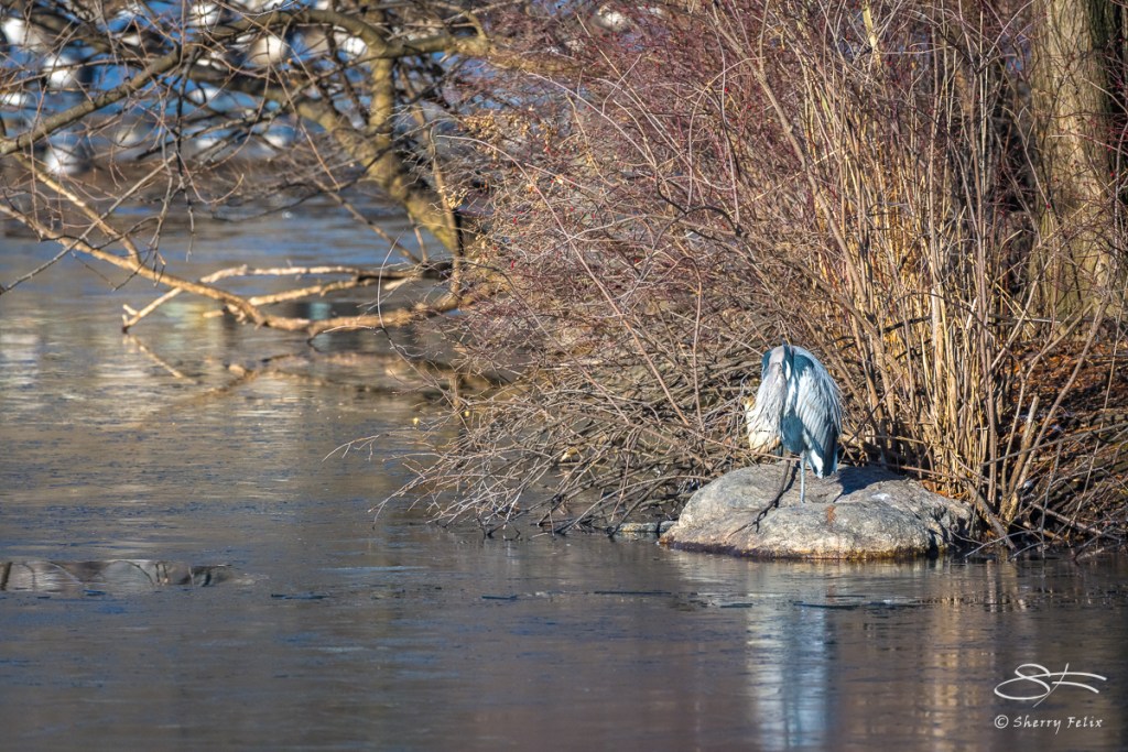 Birdwatching in Central Park: Herons and Sparrows