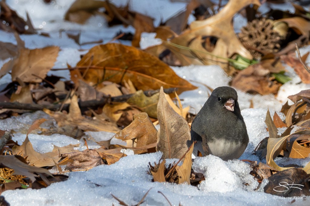 Birdwatching in Central Park: Herons and Sparrows